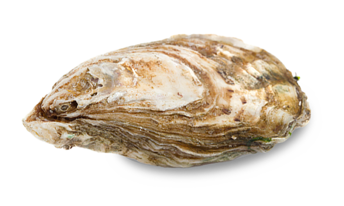 Oysterplast™ Composite Bioresin - Puro Renewables