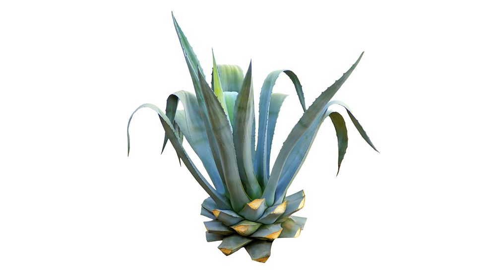 Agaveplast Composite Bioresin - Puro Renewables